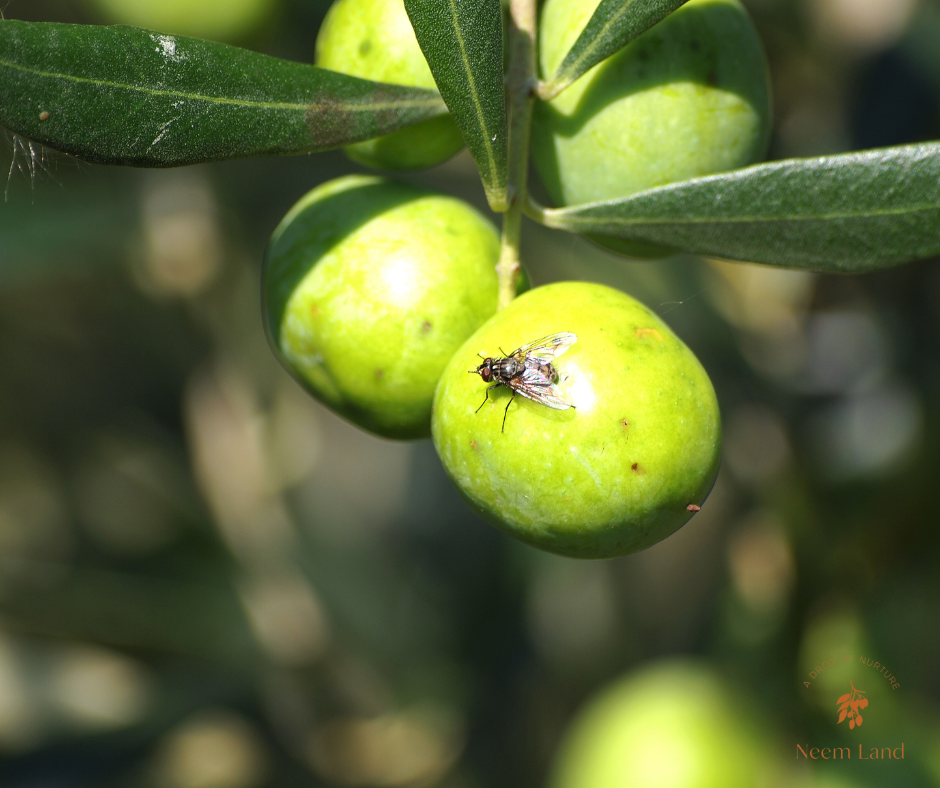 Olive Fruit Fly – NeemLand